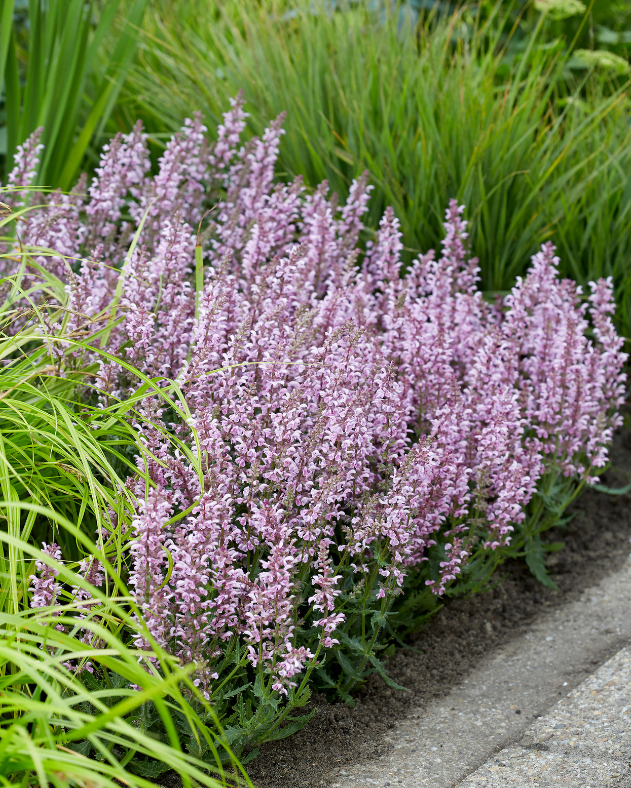 Salvia 'Feathers Flamingo' bare roots — Buy soft pink Salvia online at ...
