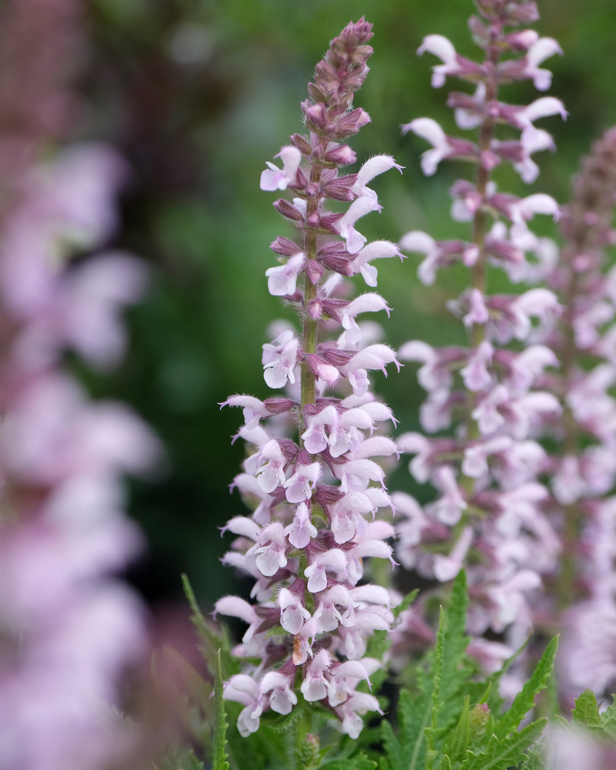 Salvia 'Feathers Flamingo' bare roots — Buy soft pink Salvia online at ...