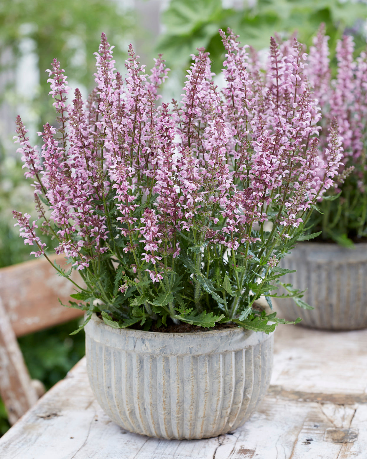 Salvia 'Feathers Flamingo' bare roots — Buy soft pink Salvia online at ...