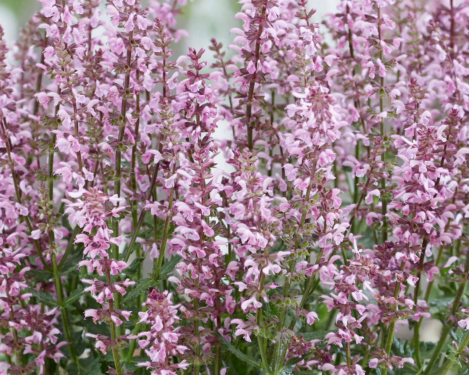 Salvia 'Feathers Flamingo' bare roots — Buy soft pink Salvia online at ...
