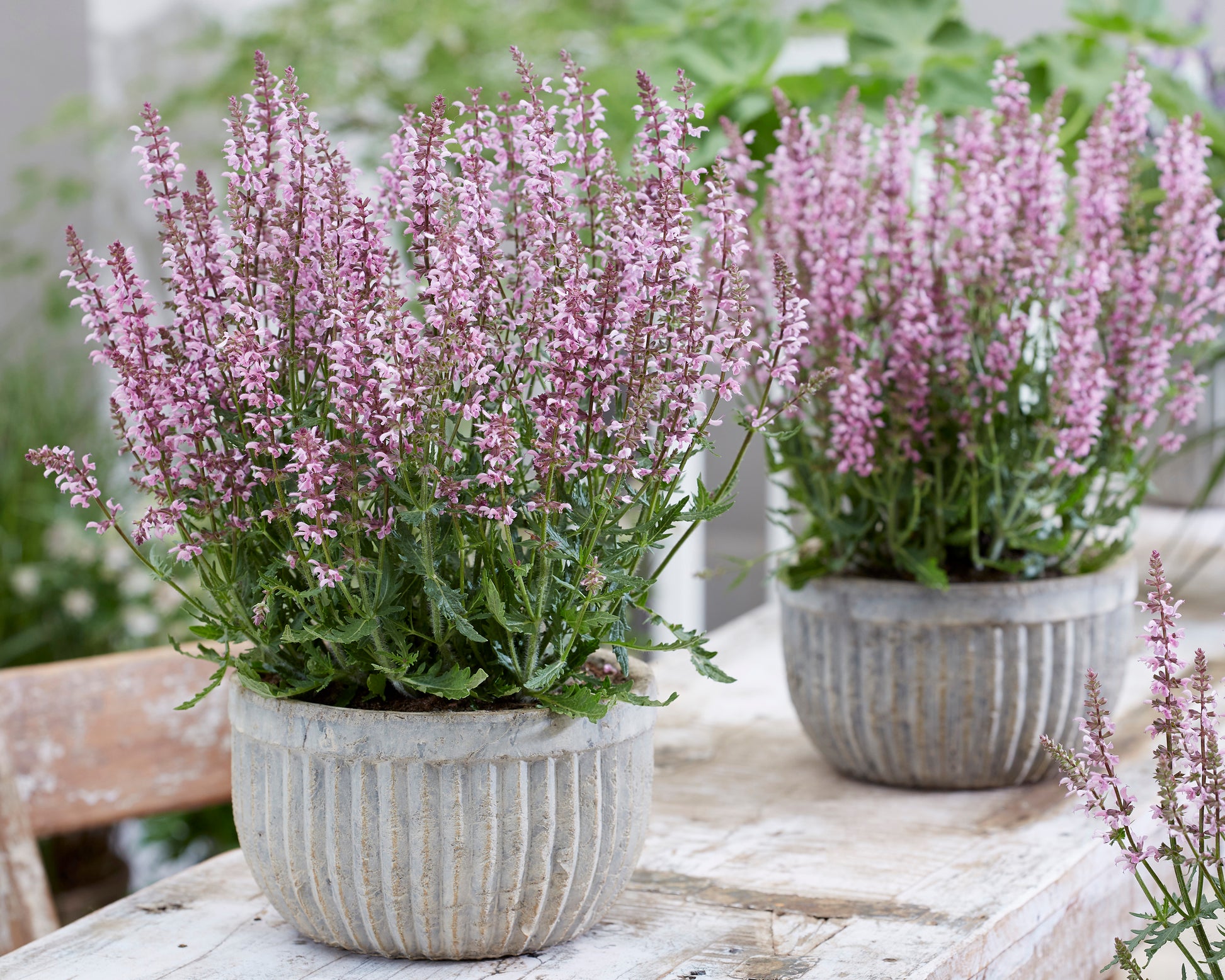 Salvia 'Feathers Flamingo' bare roots — Buy soft pink Salvia online at ...