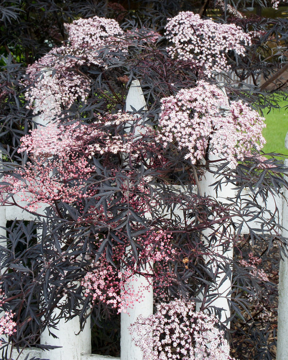 Sambucus nigra ‘Black Lace’ bare roots — Buy online at Farmer Gracy UK