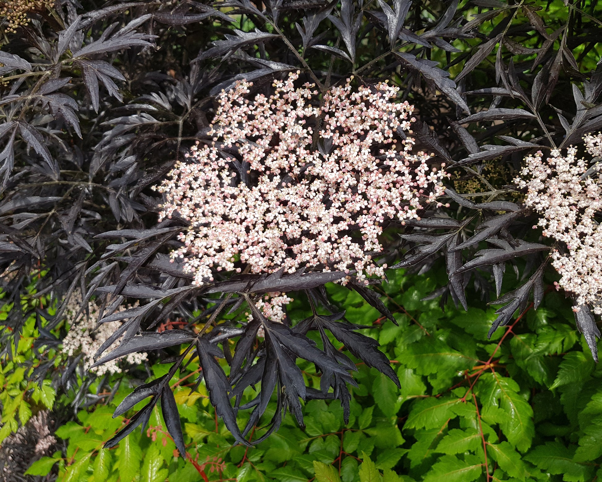 Sambucus nigra ‘Black Lace’ bare roots — Buy online at Farmer Gracy UK