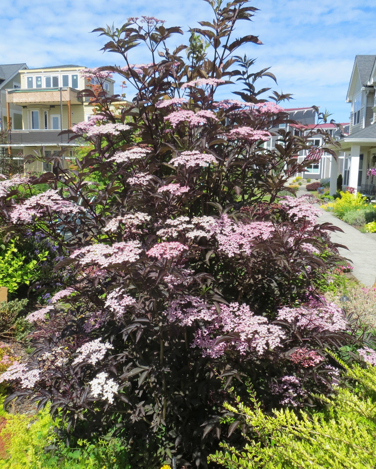 Sambucus nigra ‘Black Lace’ bare roots | Buy online at Farmer Gracy UK