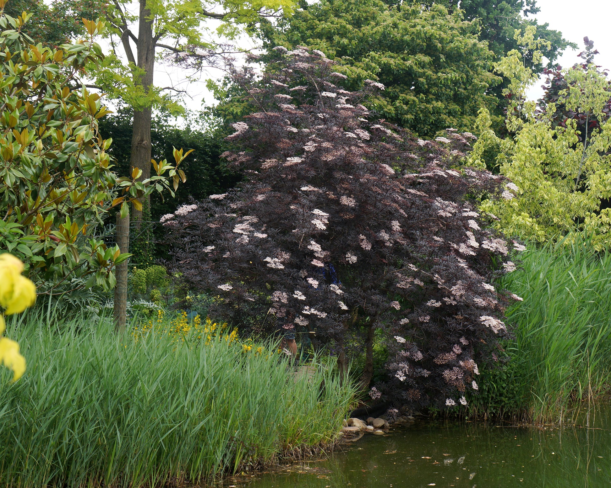 Sambucus nigra ‘Black Lace’ bare roots — Buy online at Farmer Gracy UK