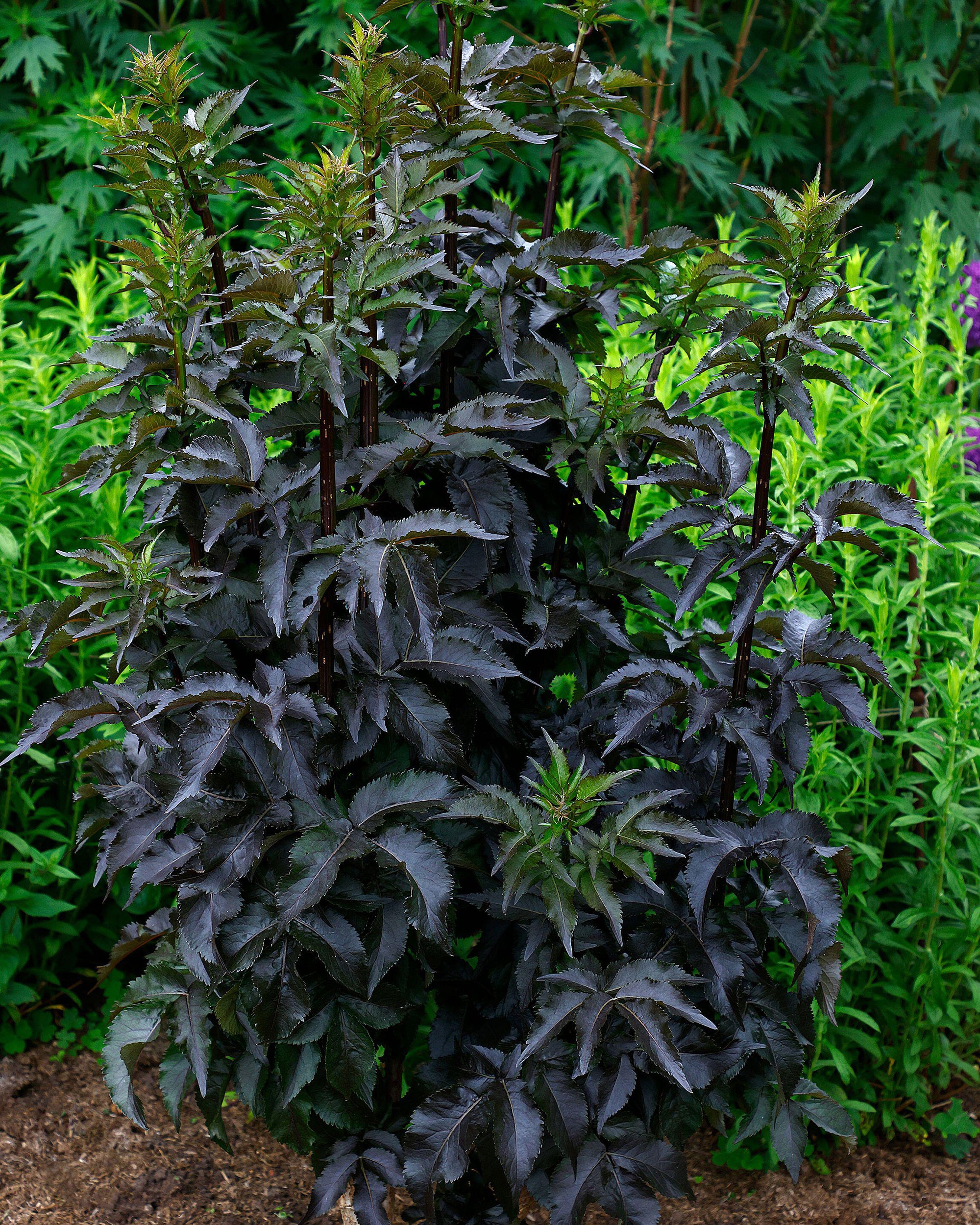 Sambucus nigra 'Black Tower' bare roots — Buy black elder tree online ...