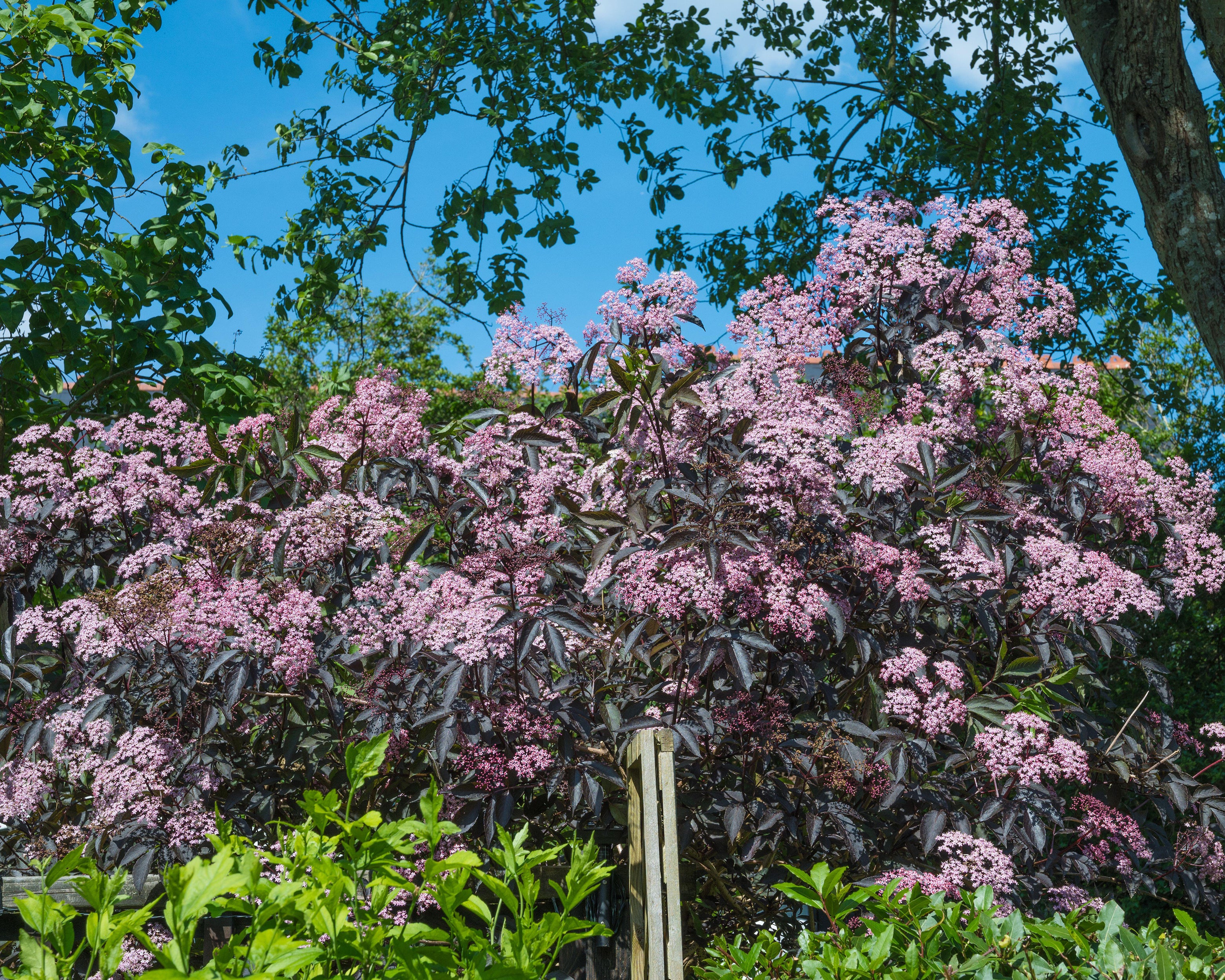 Sambucus nigra 'Black Tower' bare roots | Buy black elder tree online ...