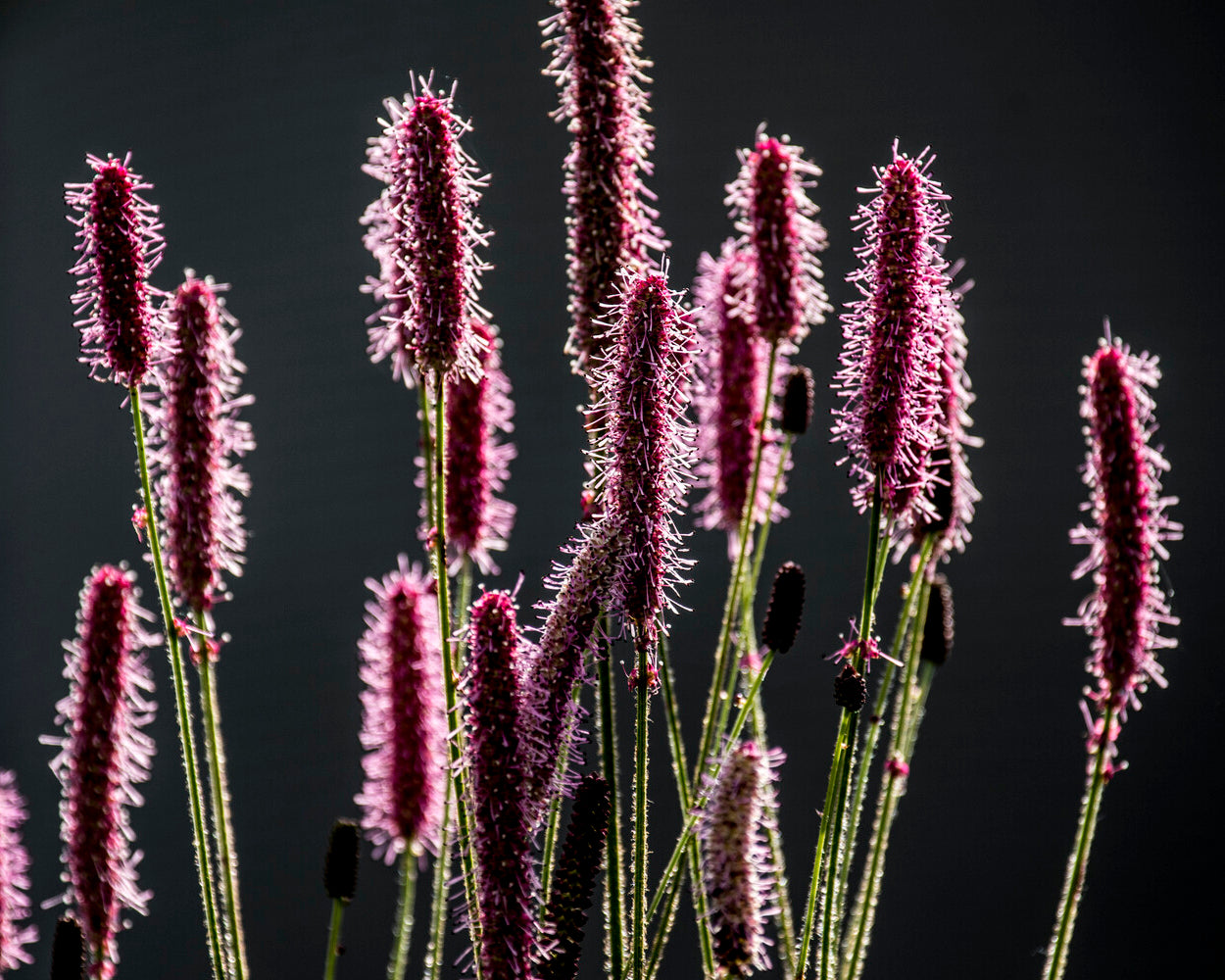 Sanguisorba 'Blackthorn' bare roots | Buy burnet plants online at ...