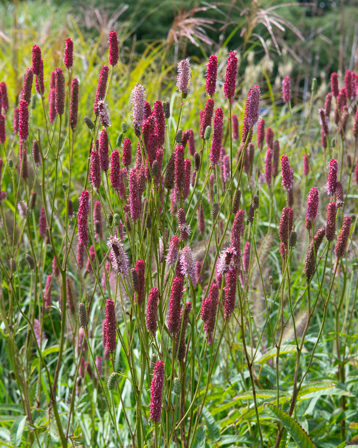 Sanguisorba 'Blackthorn' bare roots | Buy burnet plants online at ...