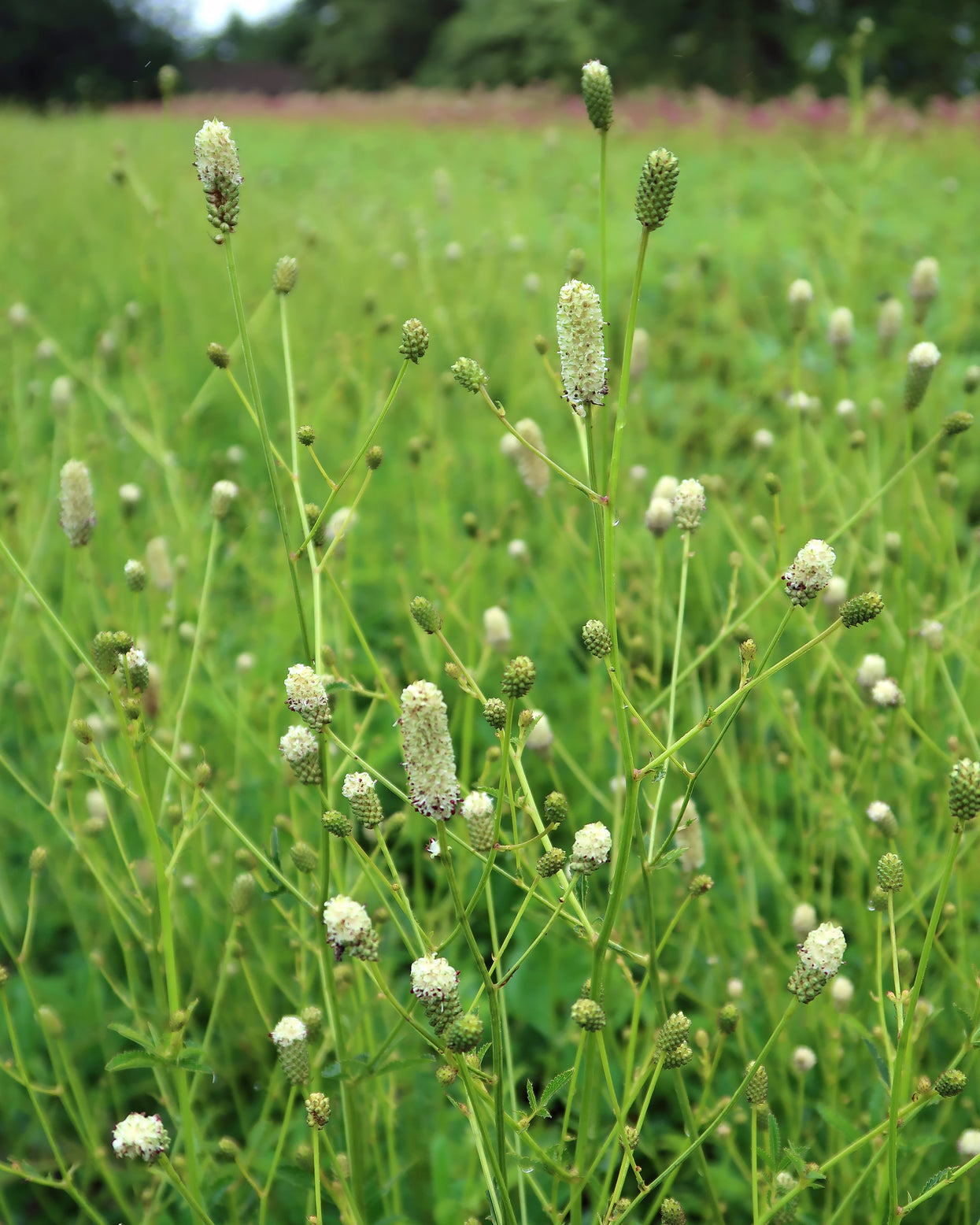 Sanguisorba officinalis 'Jam Session' bare roots — Buy white burnet ...
