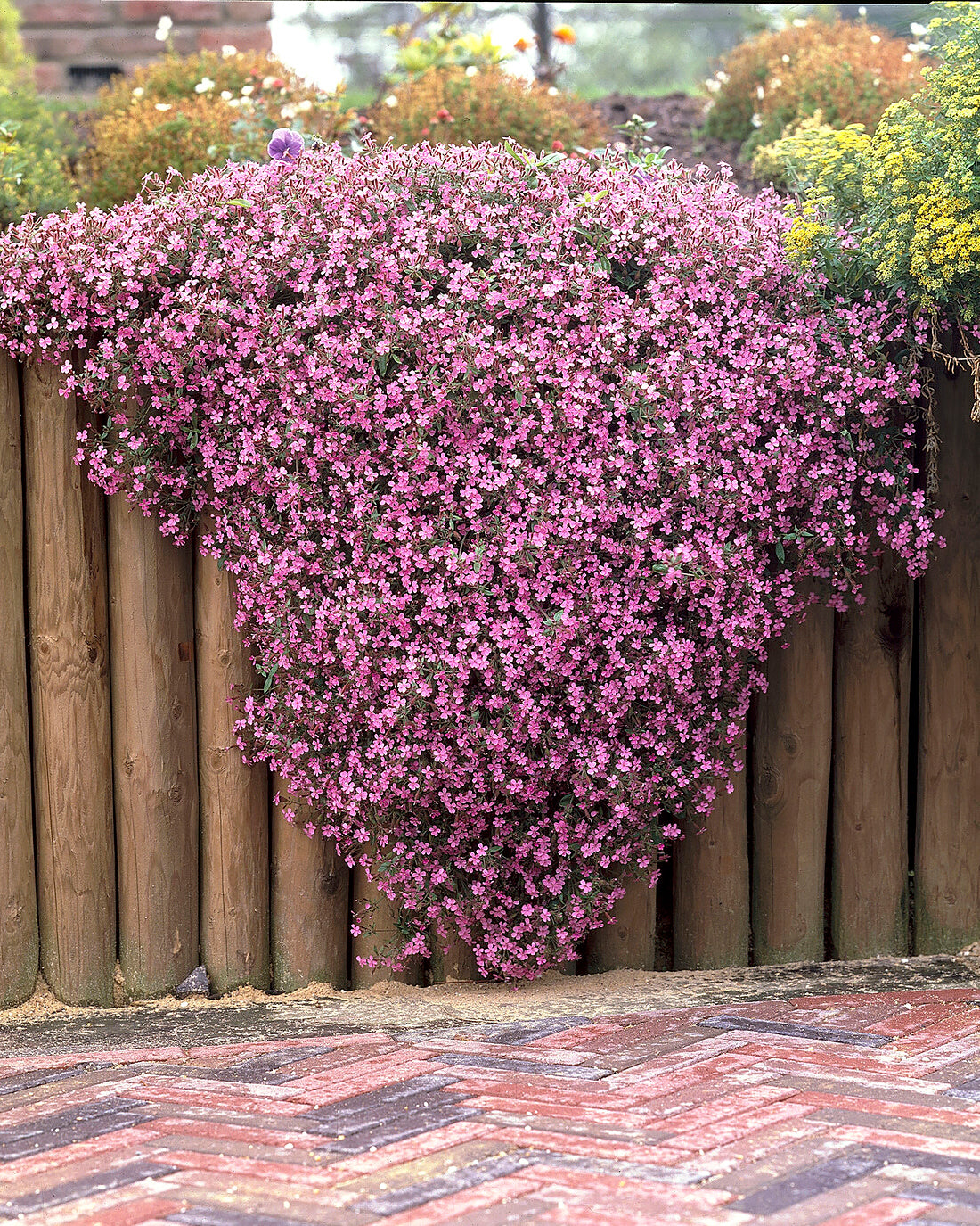 Saponaria ocymoides (tumbling Ted) bare roots — Buy rock soapwort ...
