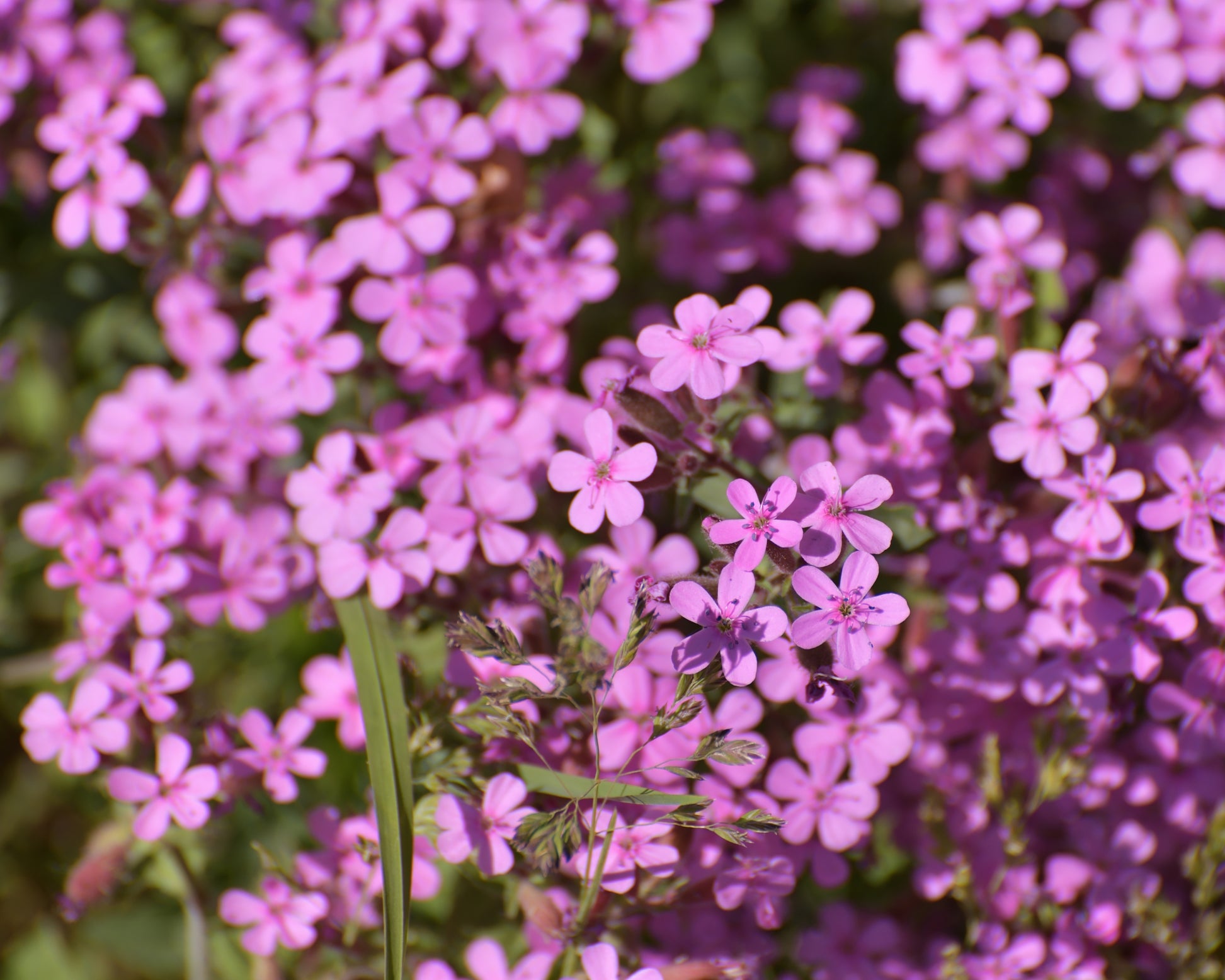 Saponaria ocymoides (tumbling Ted) bare roots — Buy rock soapwort ...