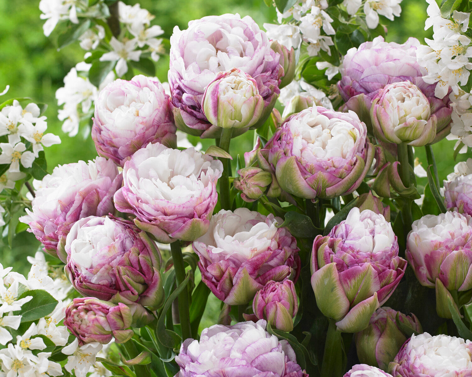 Tulip 'Peggy Wonder' bulbs — Buy online at Farmer Gracy UK
