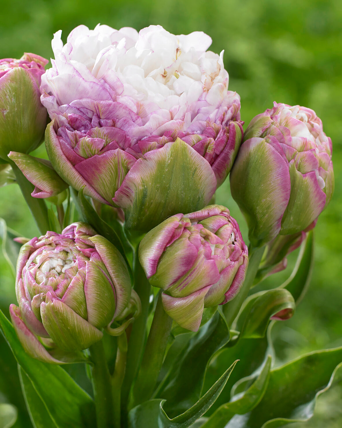 Tulip 'Peggy Wonder' bulbs — Buy online at Farmer Gracy UK