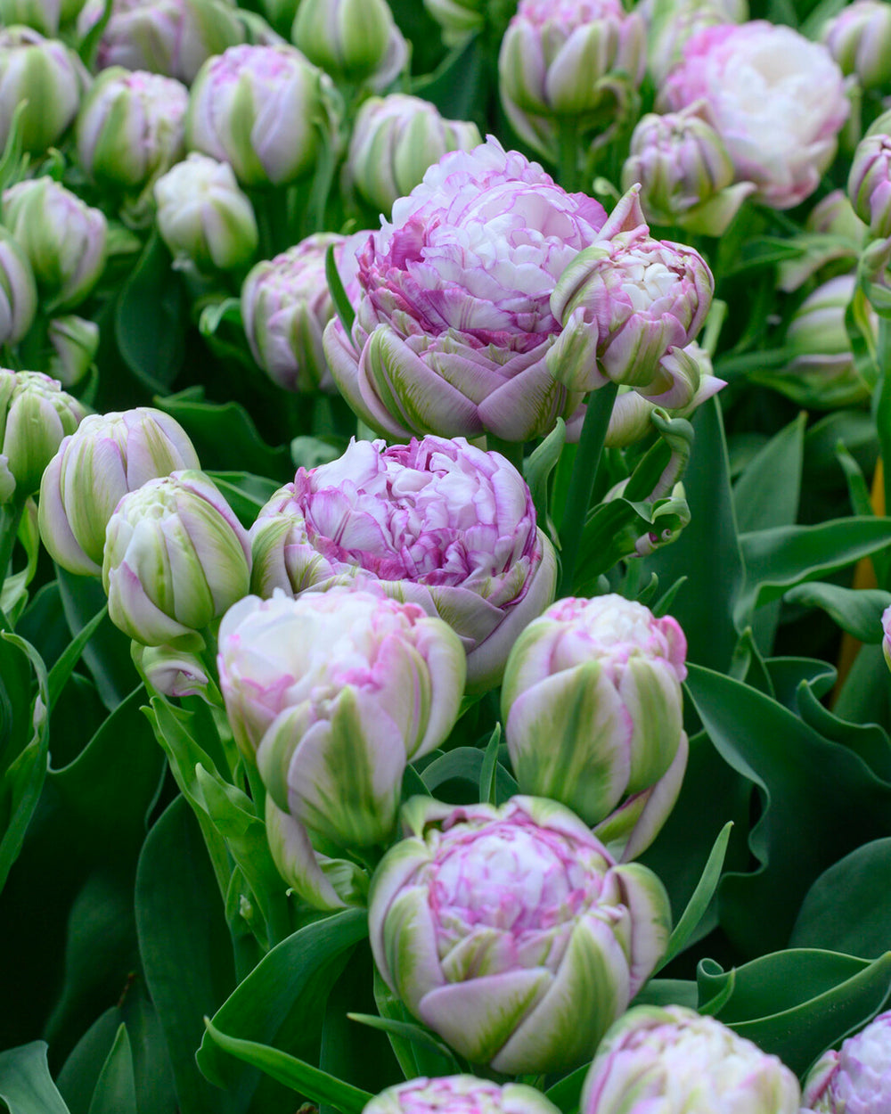 Tulip 'Peggy Wonder' bulbs — Buy online at Farmer Gracy UK