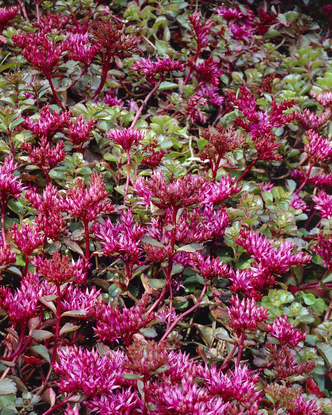 Sedum 'For Your Eyes Only' (stonecrop) | Buy online at Farmer Gracy UK