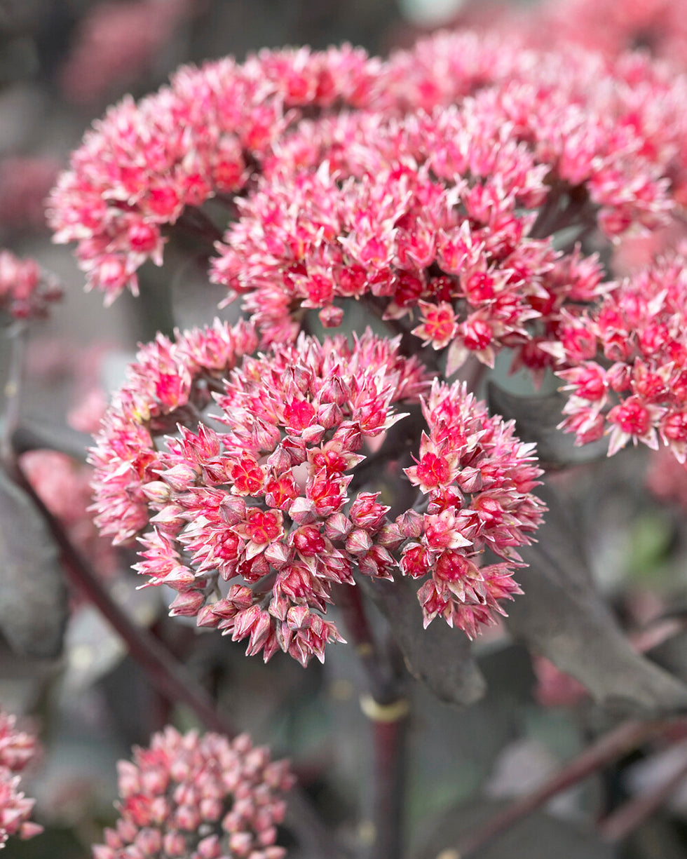 Sedum 'José Aubergine' bare roots | Buy pink ice plants online at ...