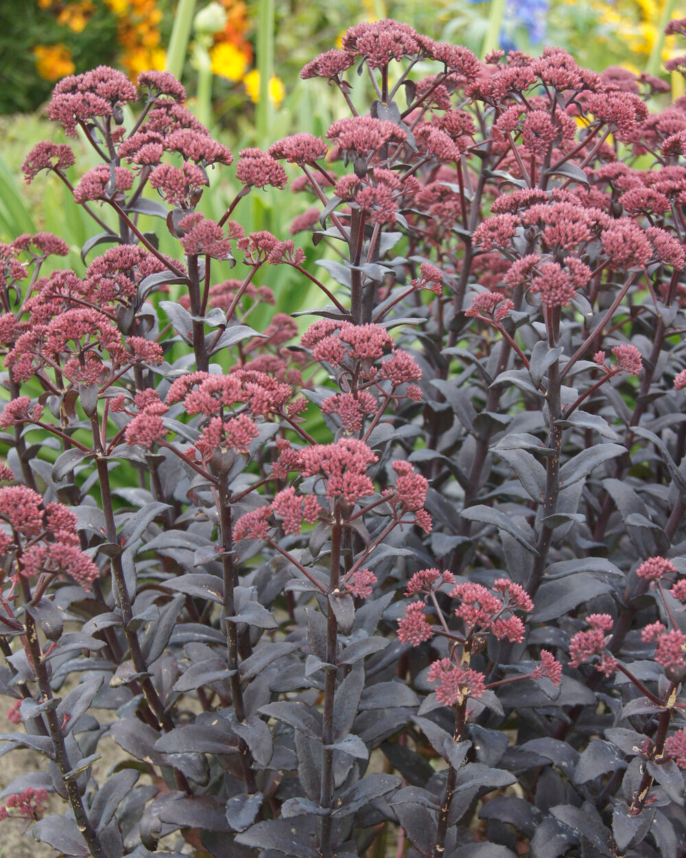 Sedum 'José Aubergine' bare roots | Buy pink ice plants online at ...