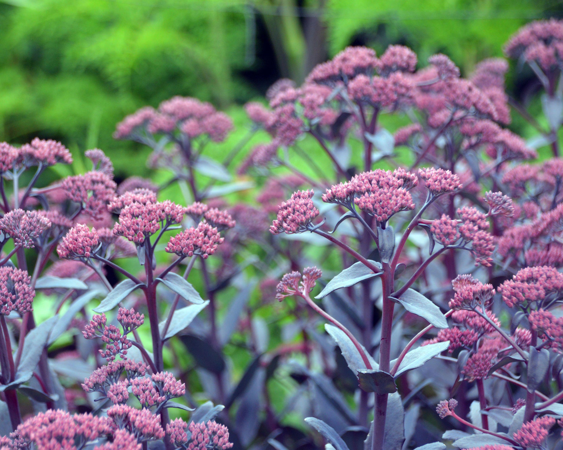 Sedum 'José Aubergine' bare roots — Buy pink ice plants online at ...
