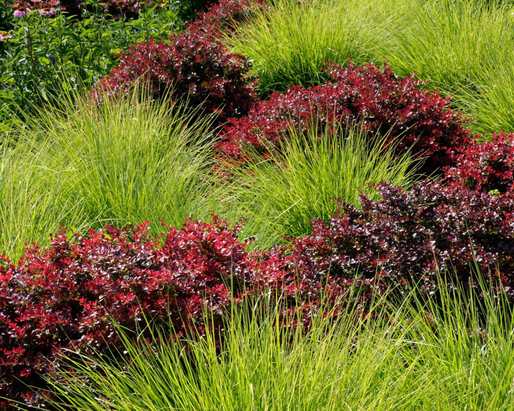 Sesleria autumnalis (autumn moor-grass) bare roots | Buy online at ...