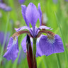 Iris sibirica 'Purplelicious' bare roots — Buy deep purple Siberian ...