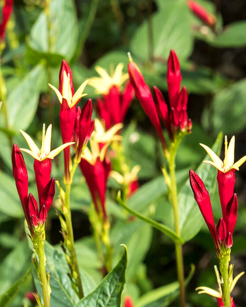 Spigelia marilandica 'Little Redhead' bare roots — Buy woodland ...