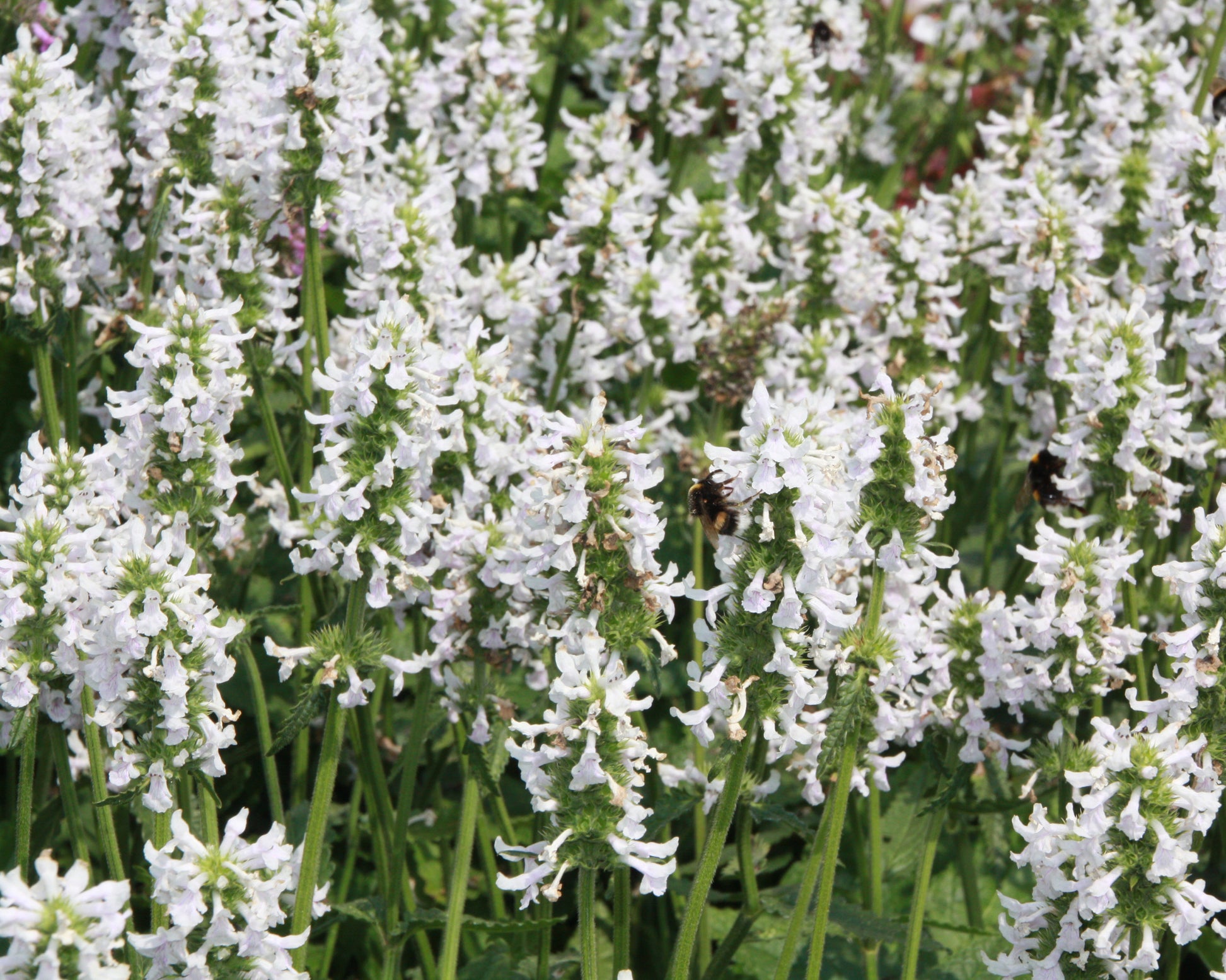 Stachys officinalis 'Summer Snowcone' bare roots — Buy white betony ...