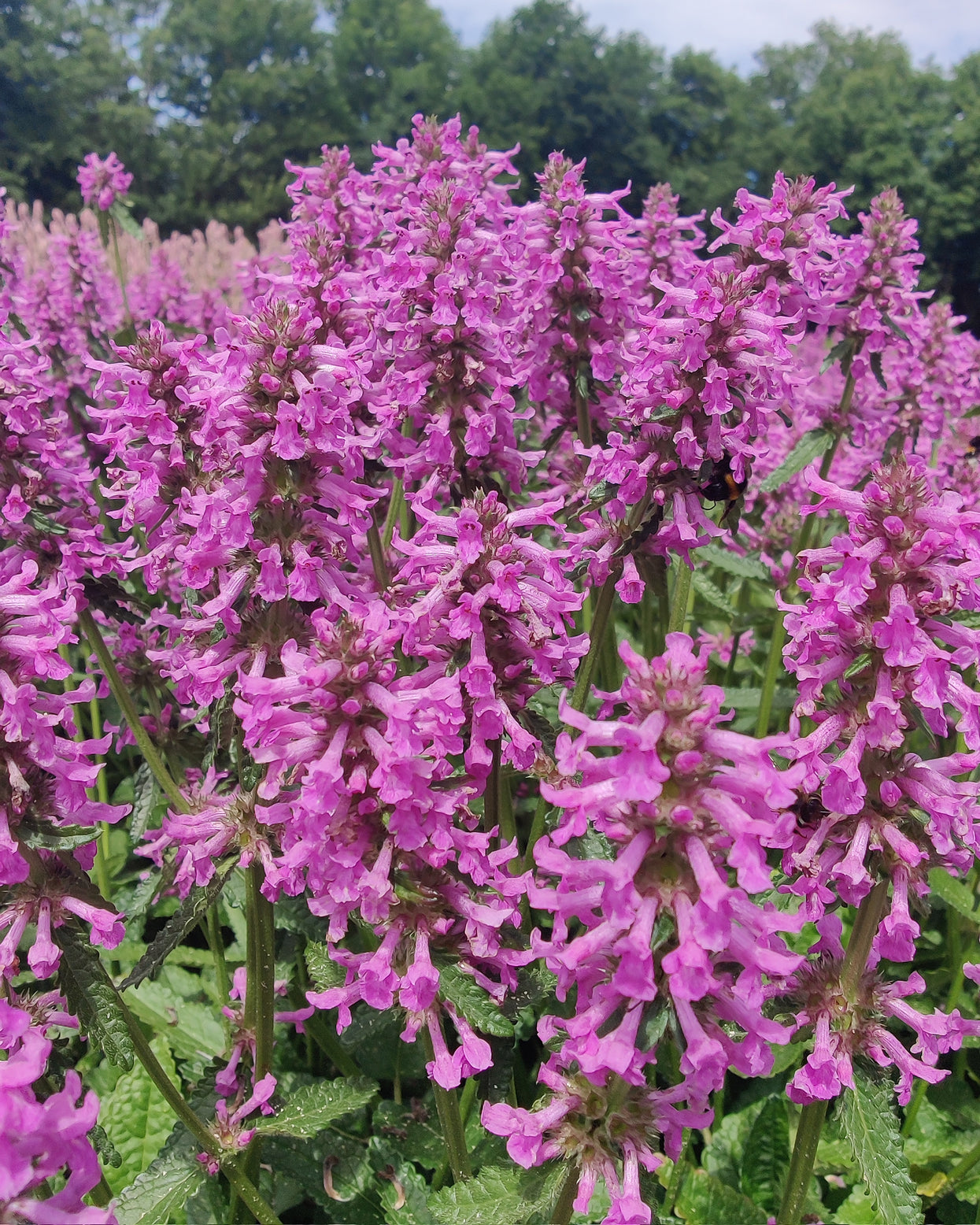 Stachys officinalis 'Summer Grapes' bare roots — Buy betony online at ...