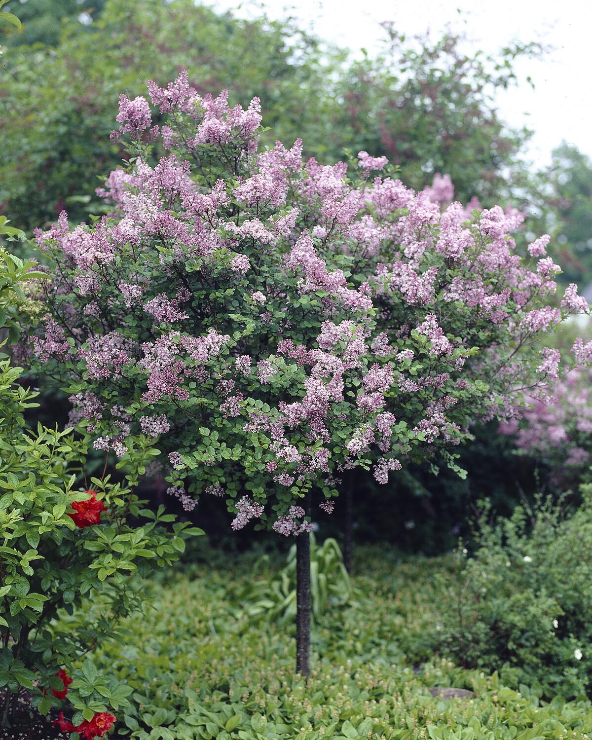 Syringa microphylla 'Superba' bare roots | Buy very little leaf lilac ...