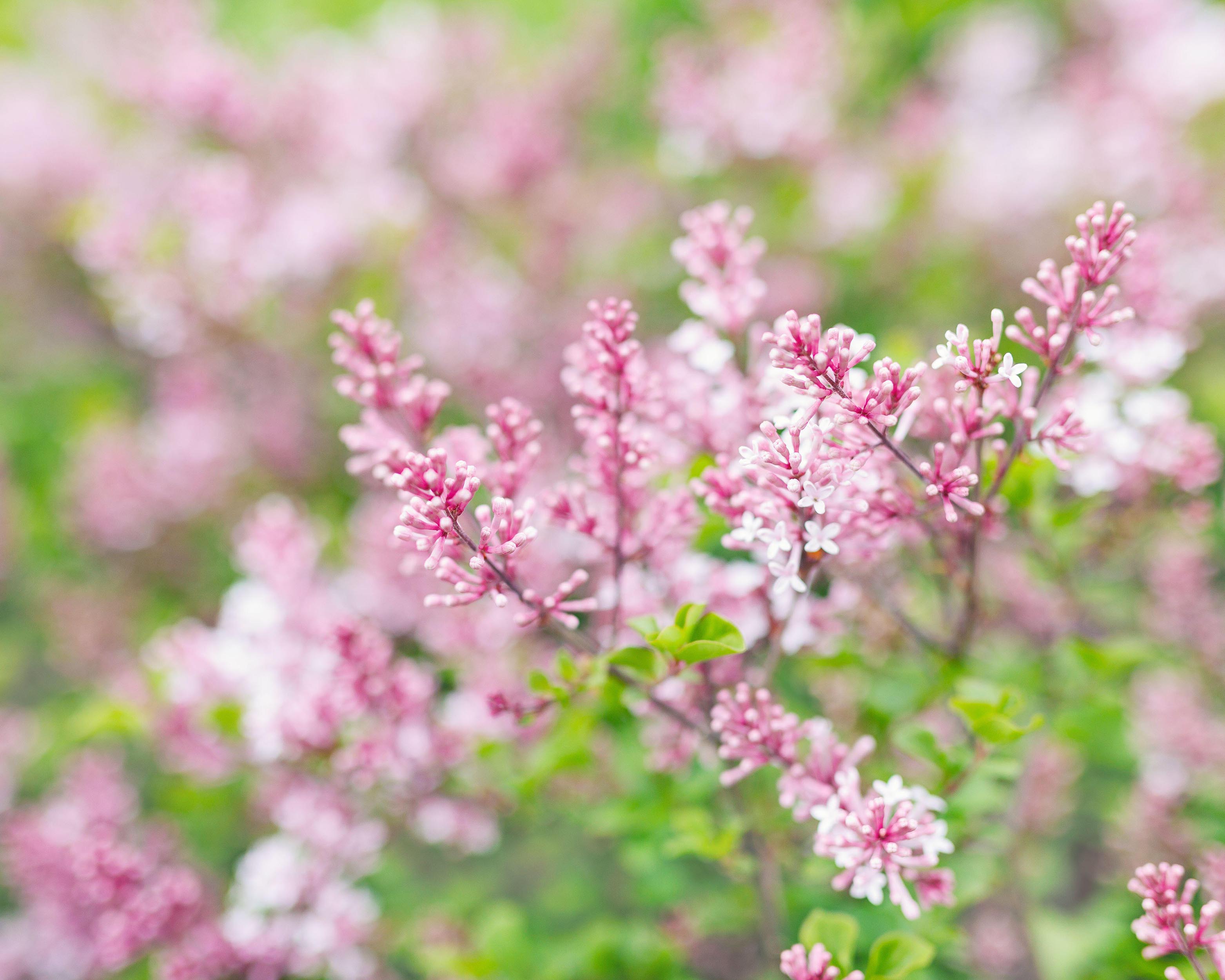 Syringa microphylla 'Superba' bare roots | Buy very little leaf lilac ...