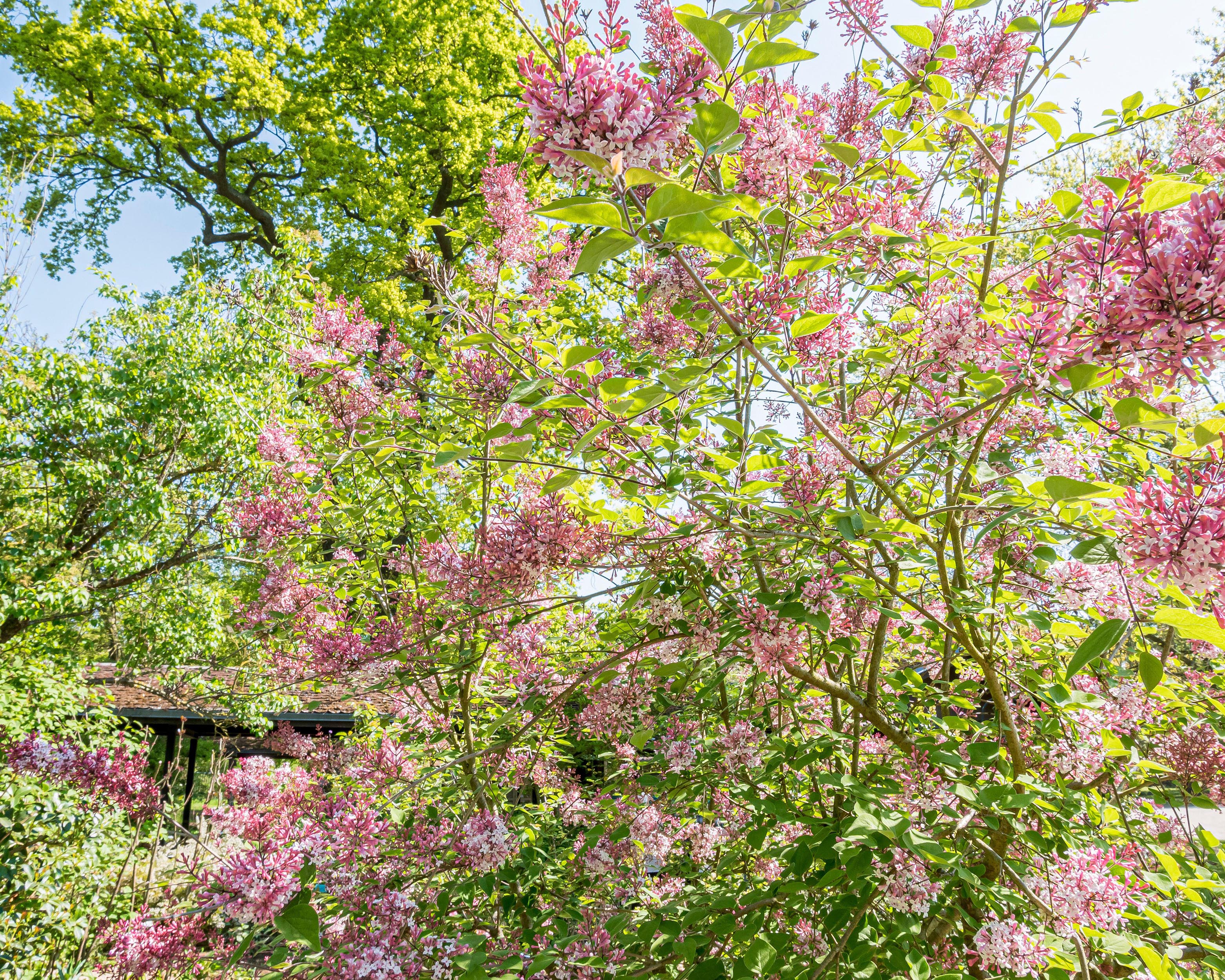 Syringa microphylla 'Superba' bare roots | Buy very little leaf lilac ...