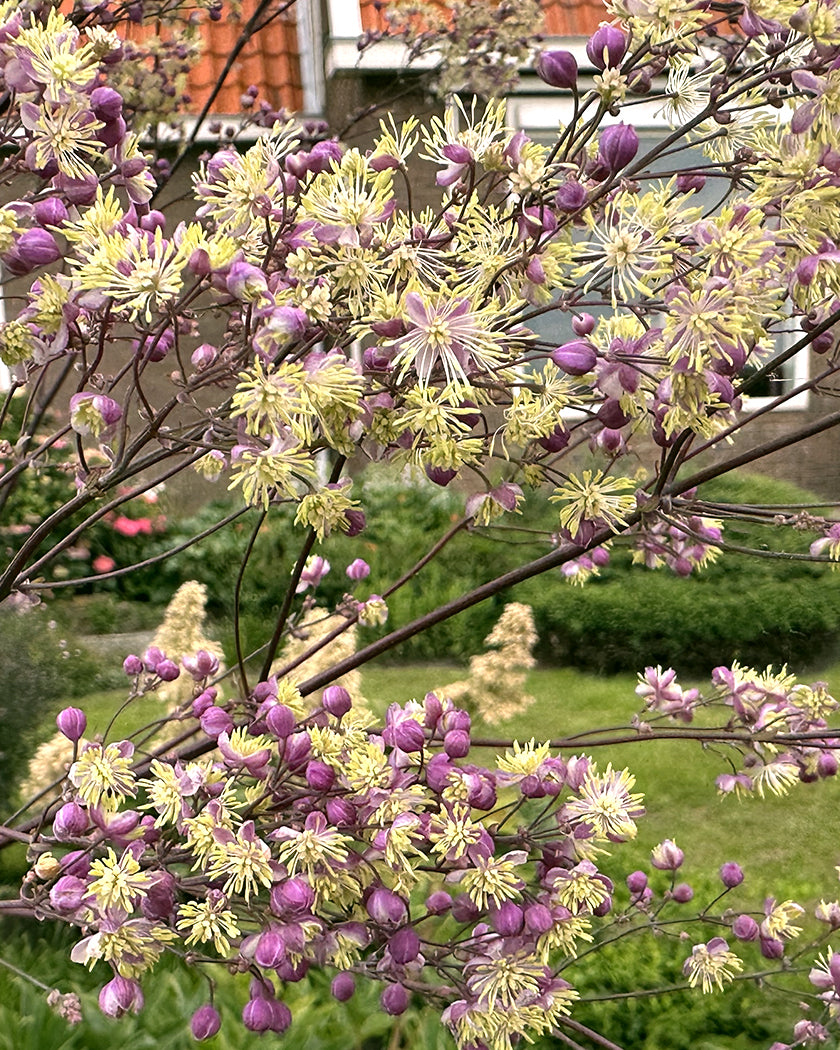 Thalictrum 'Anne' bare roots — Buy meadow-rue online at Farmer Gracy UK