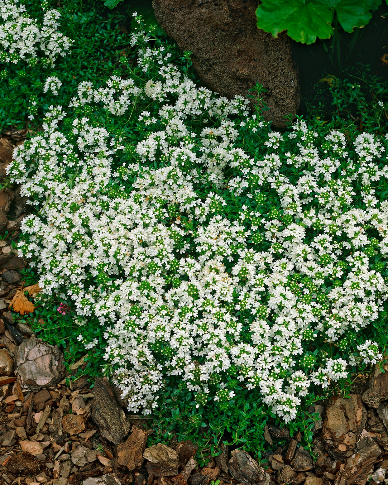 Thymus praecox 'Albiflorus' (white creeping thyme) — Buy online at ...