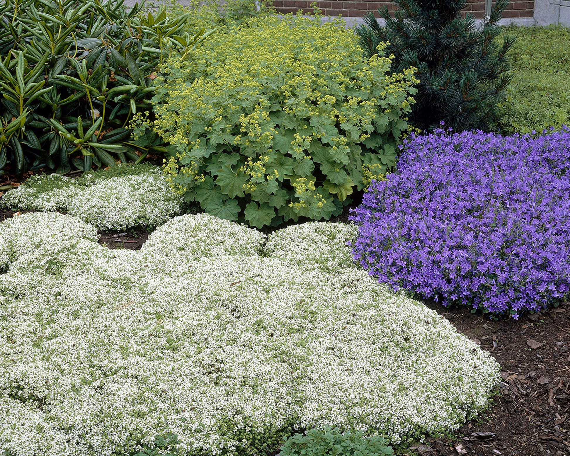 Thymus praecox 'Albiflorus' (white creeping thyme) — Buy online at ...