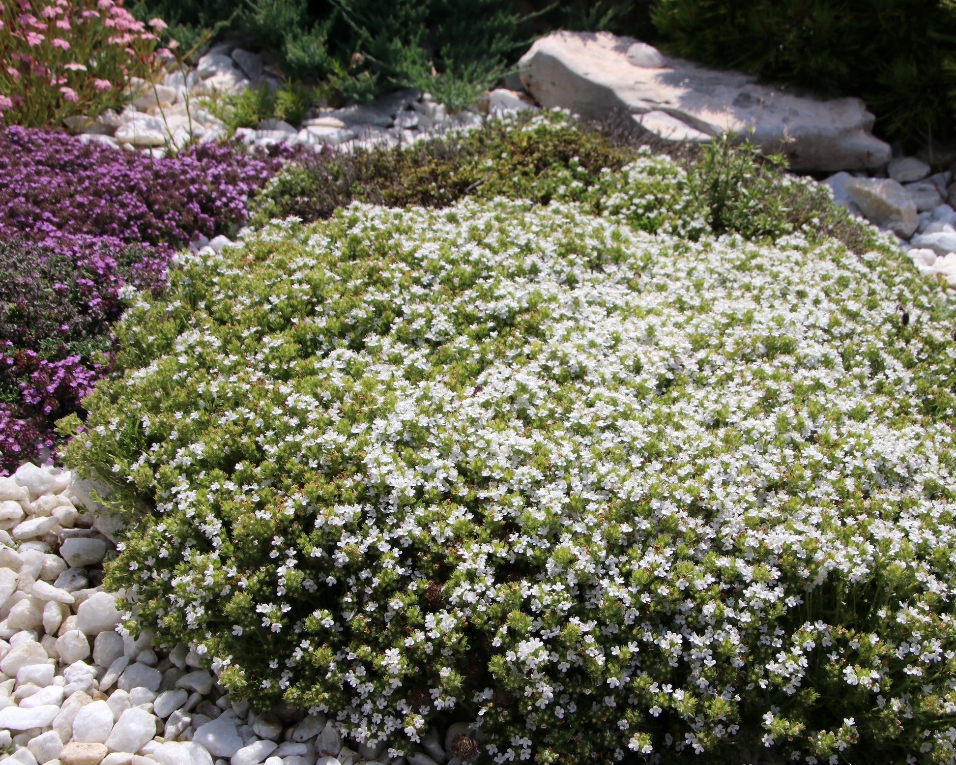 Thymus praecox 'Albiflorus' (white creeping thyme) — Buy online at ...