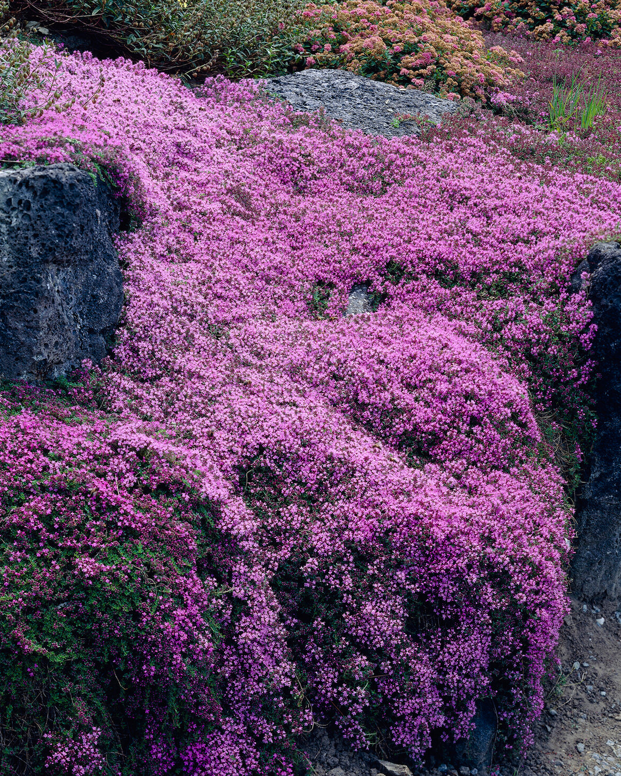 Thymus praecox 'Coccineus' (red creeping thyme) — Buy online at Farmer ...