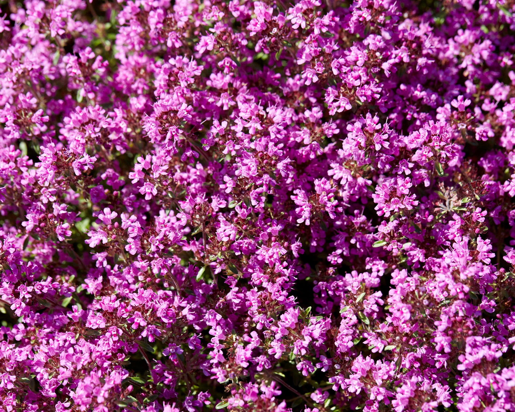 Thymus praecox 'Coccineus' (red creeping thyme) — Buy online at Farmer ...