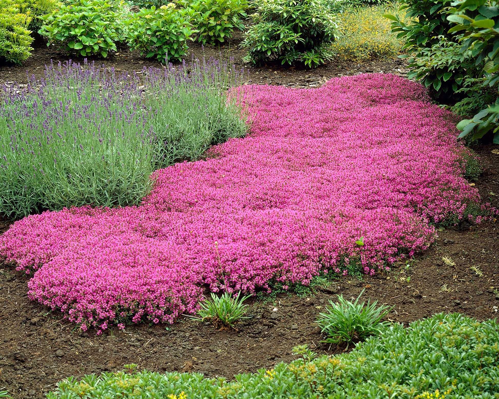 Thymus praecox 'Coccineus' (red creeping thyme) — Buy online at Farmer ...