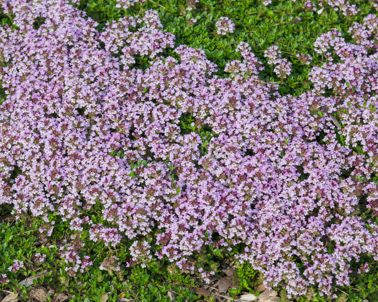 Thymus serpyllum (Breckland thyme) | Buy wild thyme online at Farmer ...