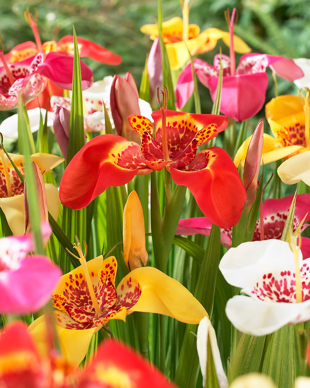 Tigridia 'Peacock Mix' bulbs — Buy mixed peacock tiger flowers online ...