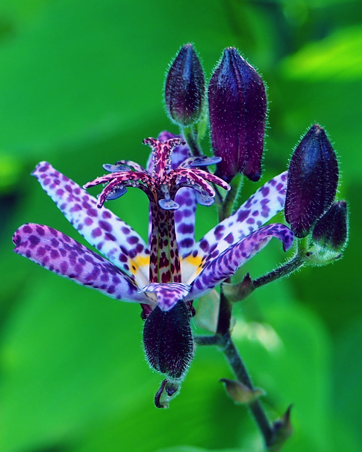 Tricyrtis 'Blue Wonder' bare roots | Buy blue toad lily online at ...