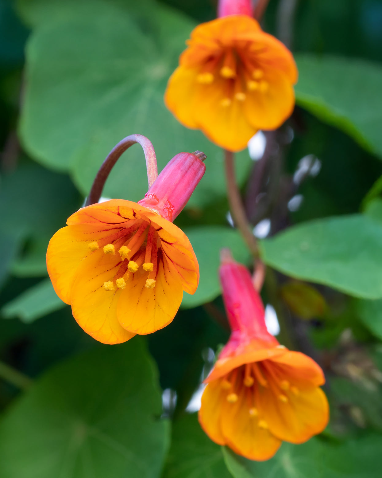 Tropaeolum tuberosum (mashua) bulbs | Buy online at Farmer Gracy UK