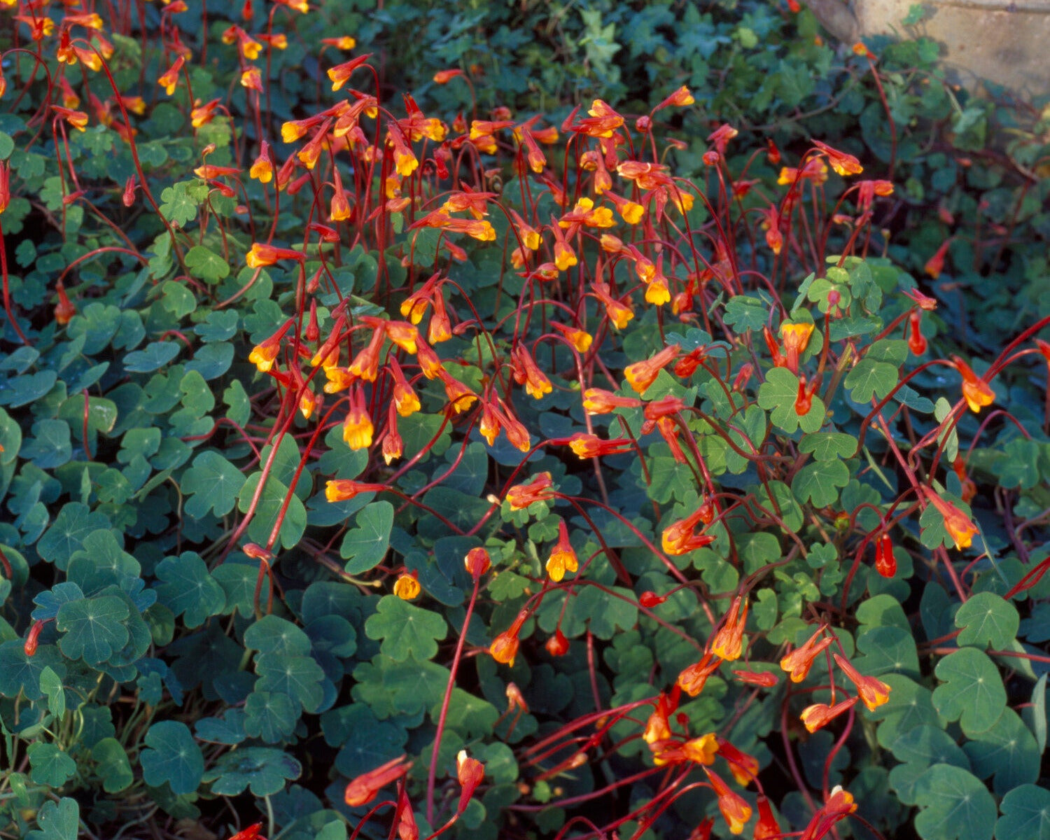 Tropaeolum tuberosum (mashua) bulbs | Buy online at Farmer Gracy UK