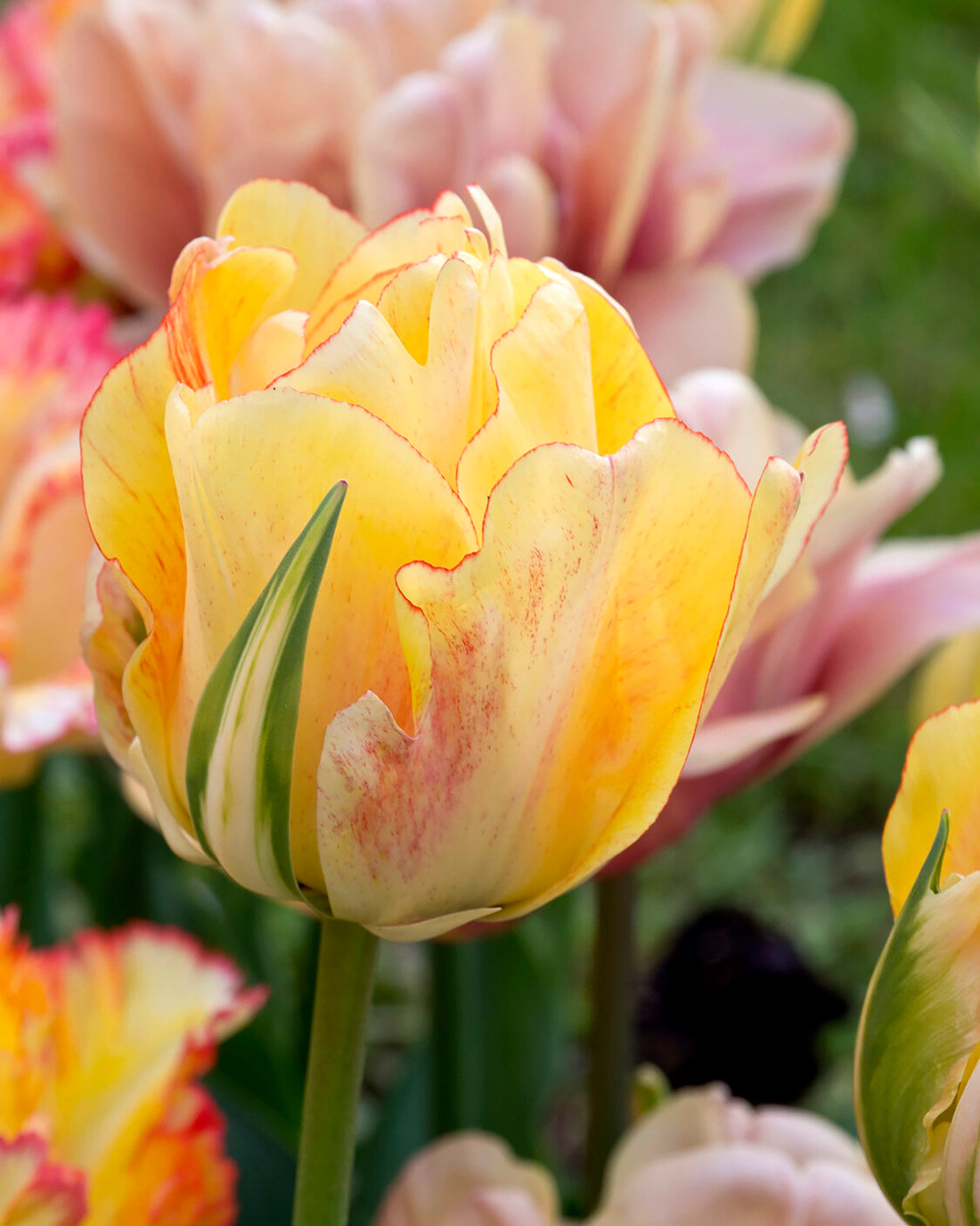 Tulip 'Akebono' bulbs | Buy online at Farmer Gracy UK