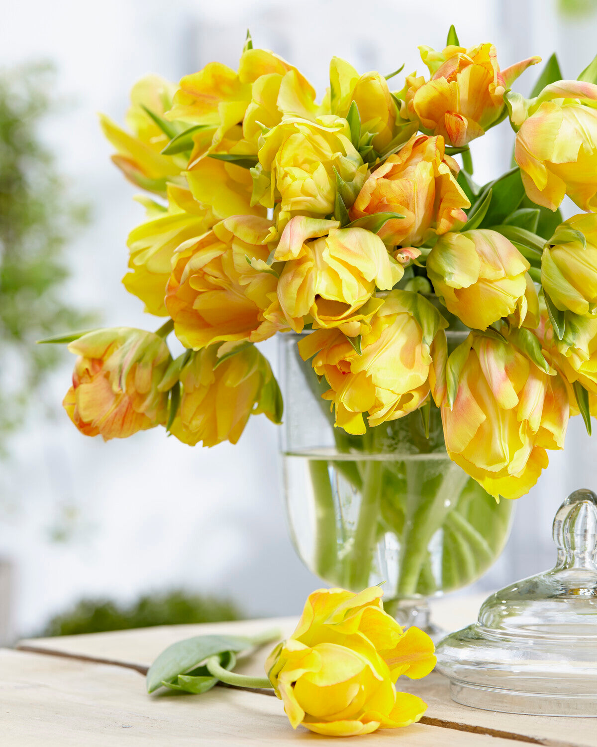 Tulip 'Akebono' bulbs | Buy online at Farmer Gracy UK