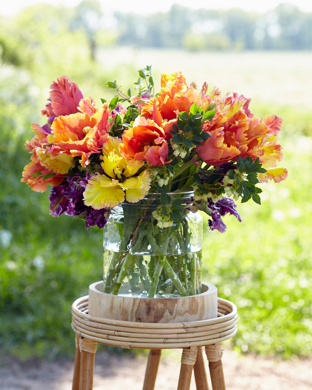 Tulip 'Amazing Parrot' bulbs | Buy online at Farmer Gracy UK