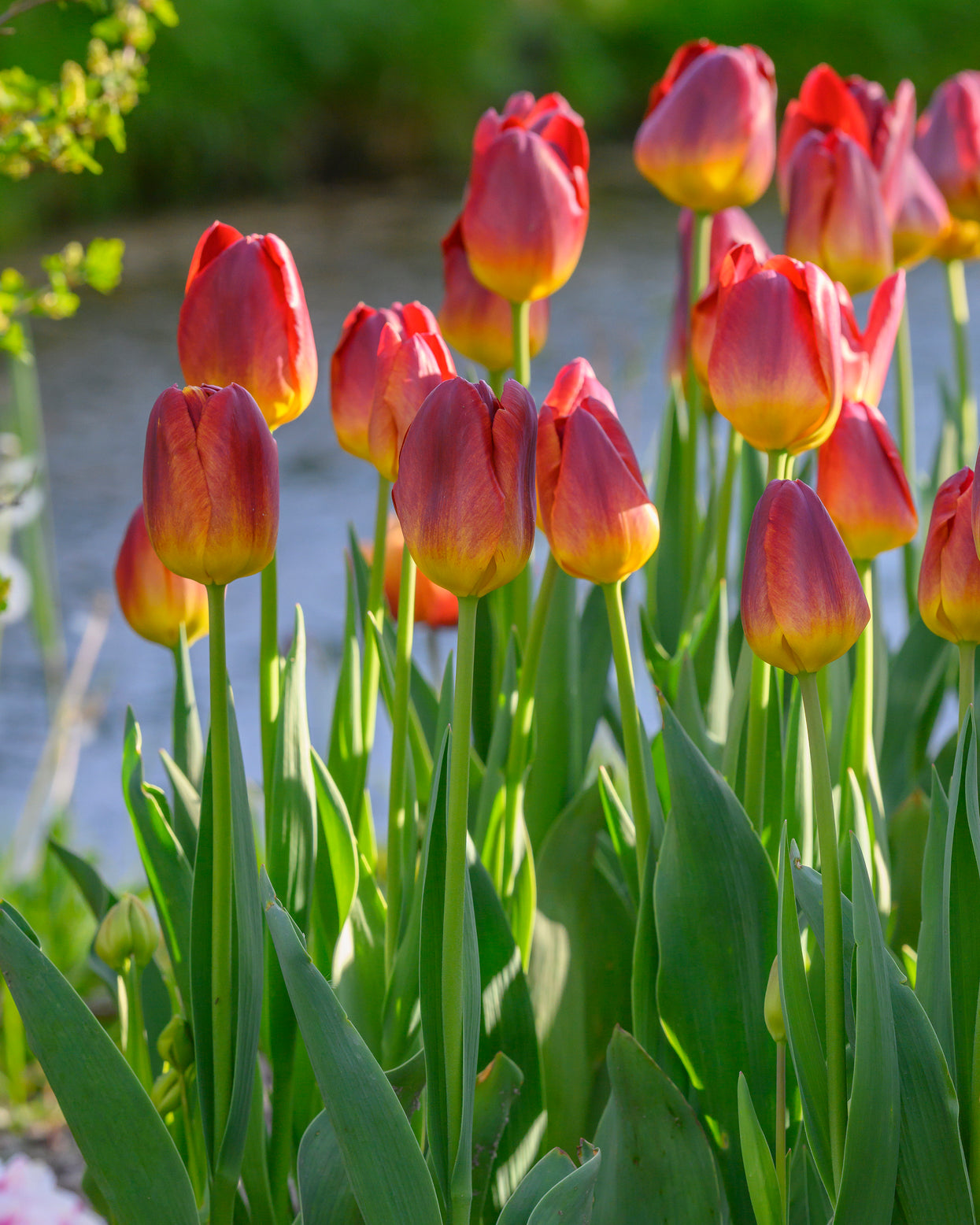 Tulip 'Amber Glow' bulbs — Buy online at Farmer Gracy UK