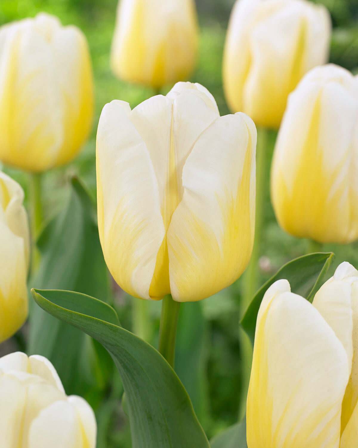 Tulip 'Angels Flame' bulbs | Buy online at Farmer Gracy UK