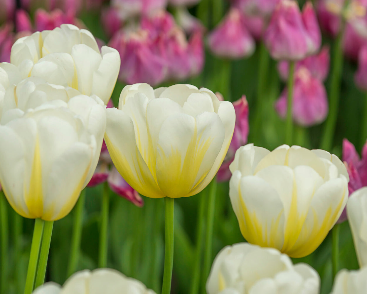 Tulip 'Angels Flame' bulbs | Buy online at Farmer Gracy UK
