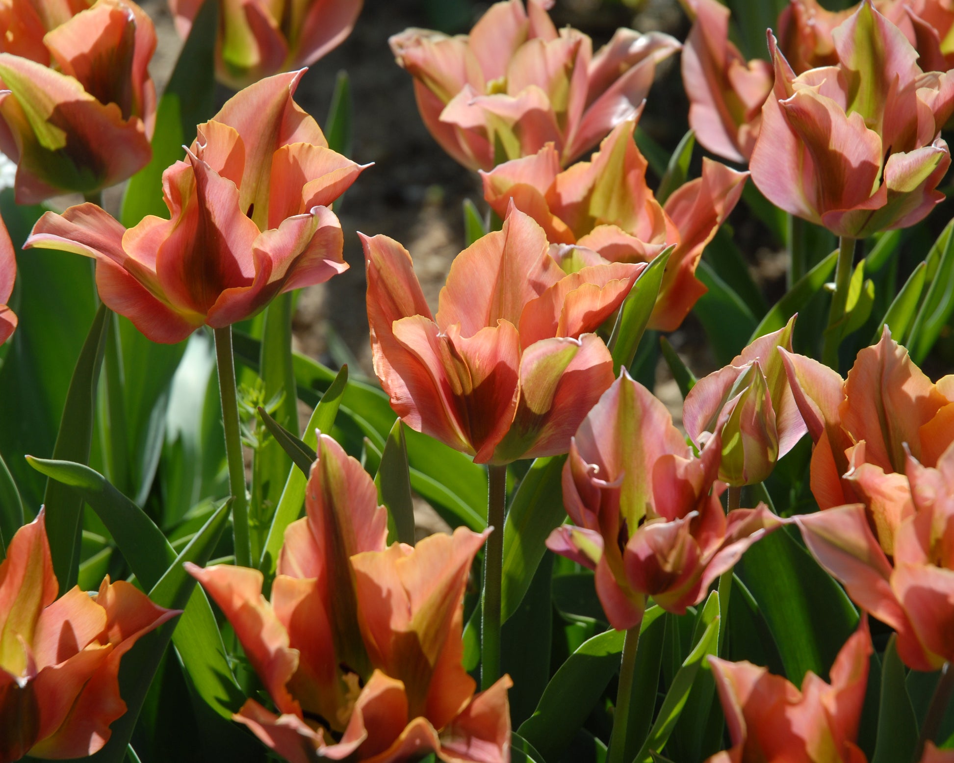 Tulip 'Artist' bulbs — Buy online at Farmer Gracy UK